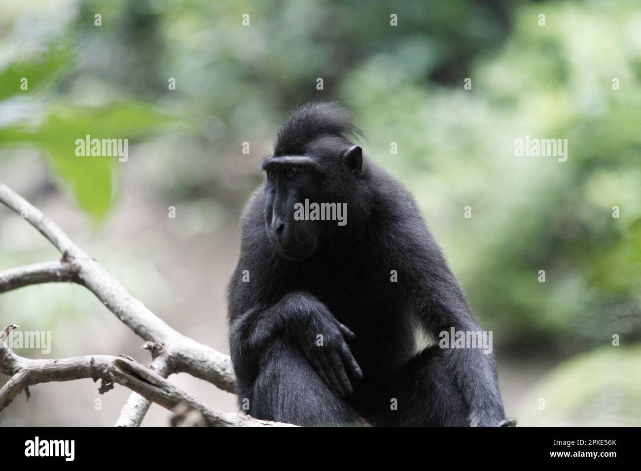 Macaca nigra conservation hi-res stock photography and images - Alamy