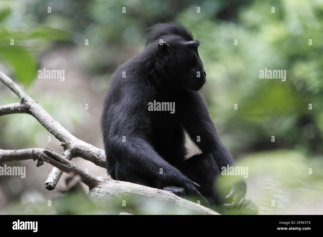 Yaki or Sulawesi Black Monkey (Macaca nigra) with cute and adorable ...