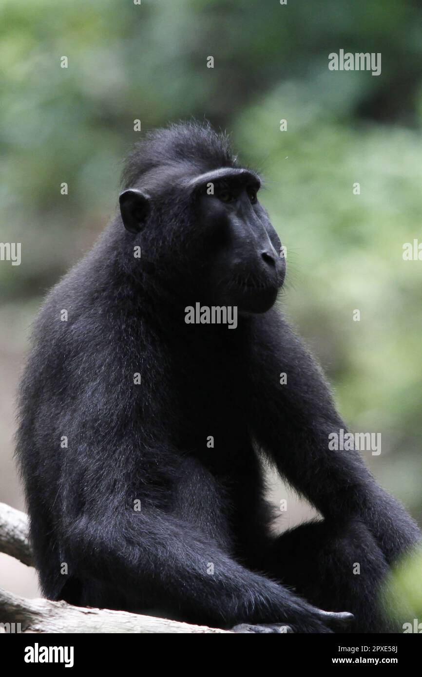 Yaki or Sulawesi Black Monkey (Macaca nigra) with cute and adorable ...