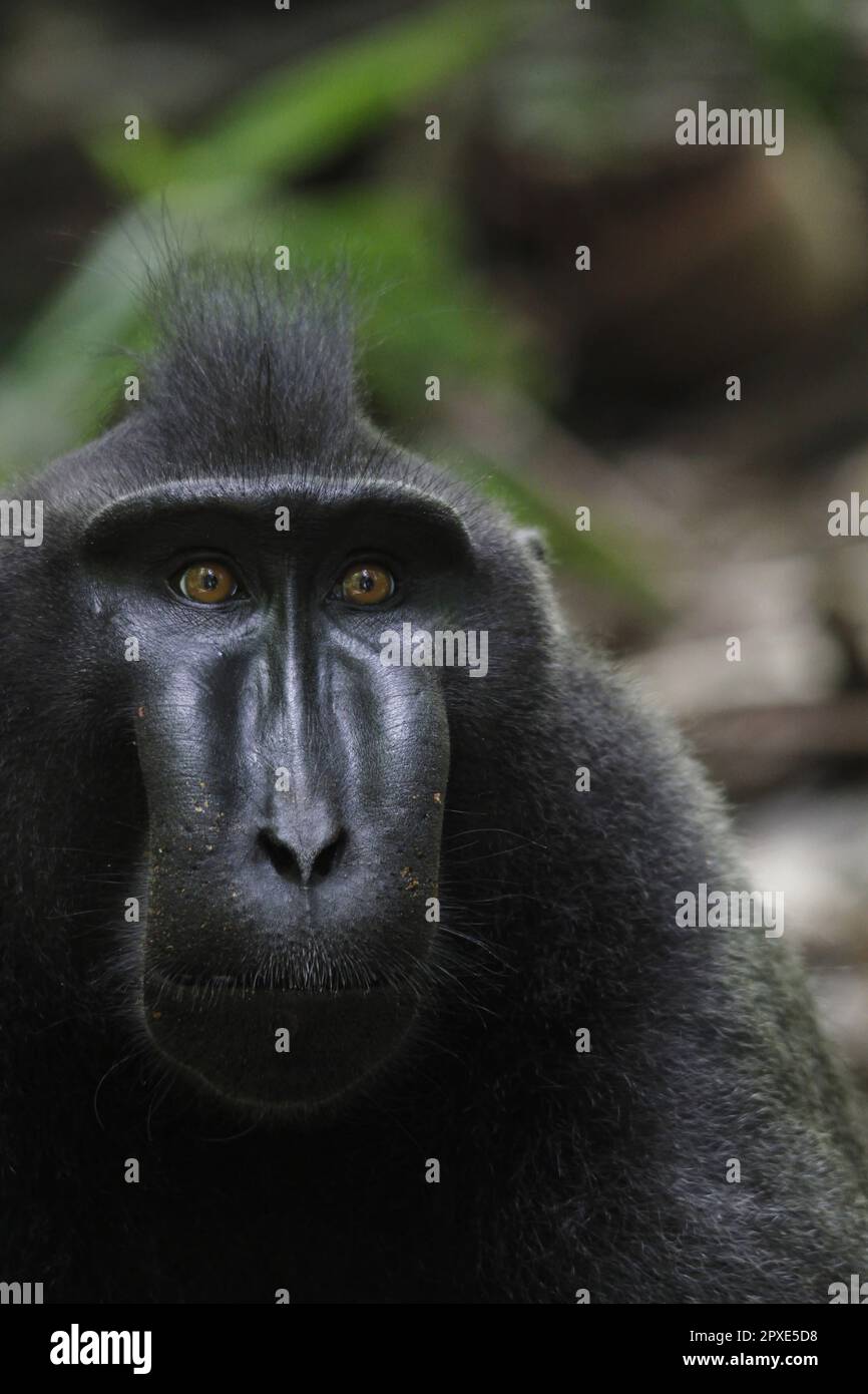 Yaki or Sulawesi Black Monkey (Macaca nigra) with cute and adorable ...