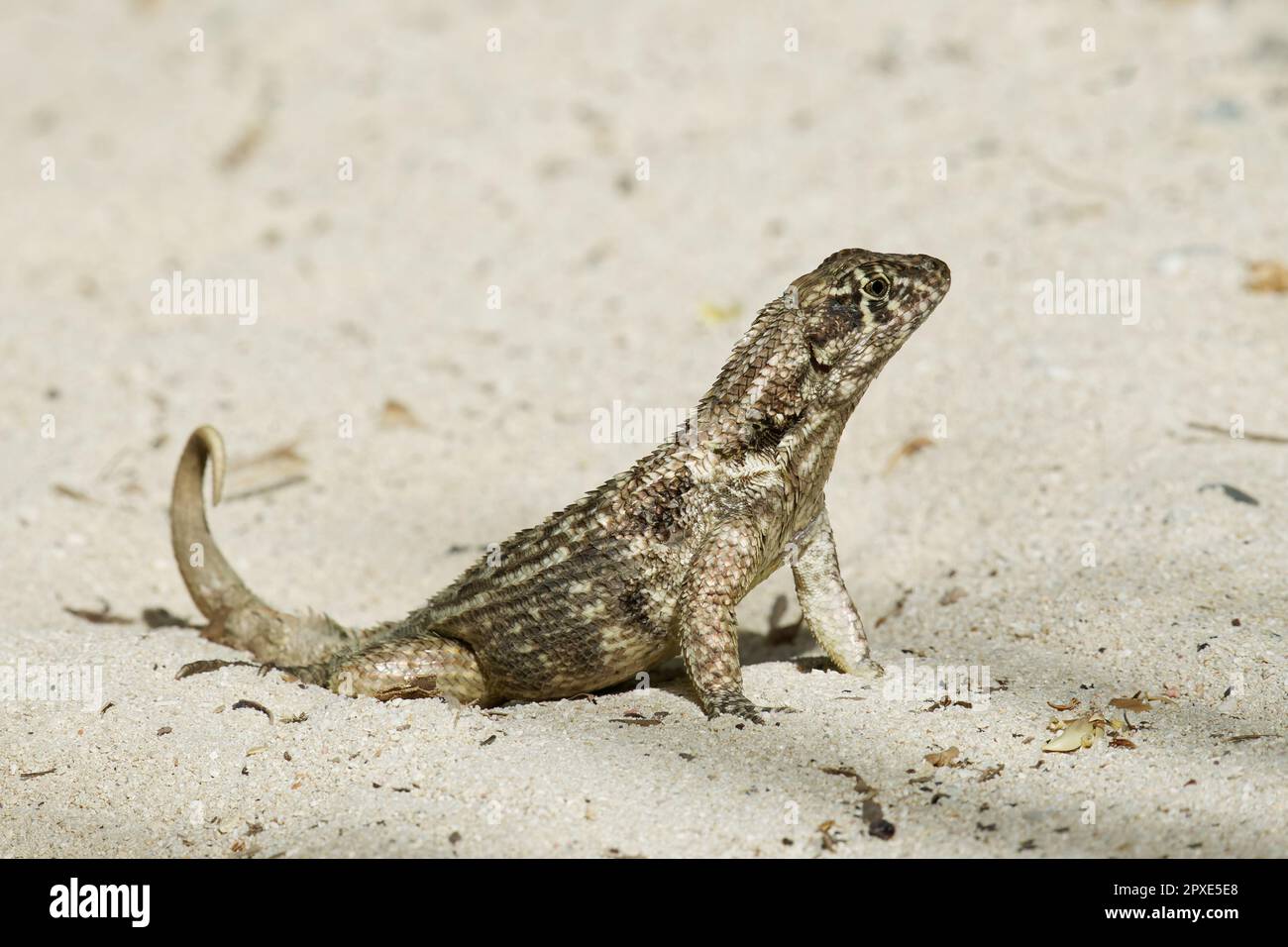 Curly Tailed Lizard on Beach Stock Photo - Alamy