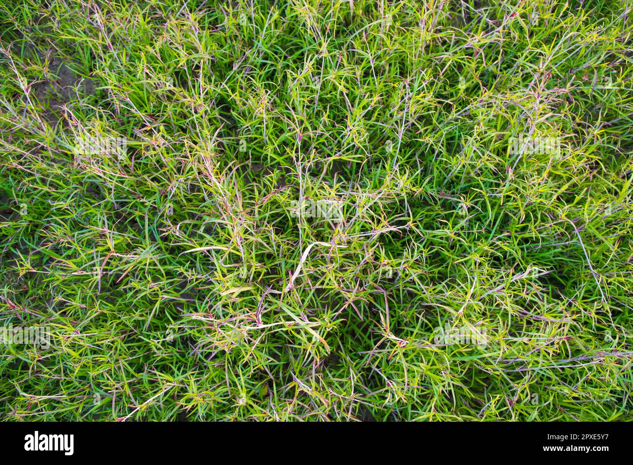 Evergreen grass pattern texture can be used as a background wallpaper ...