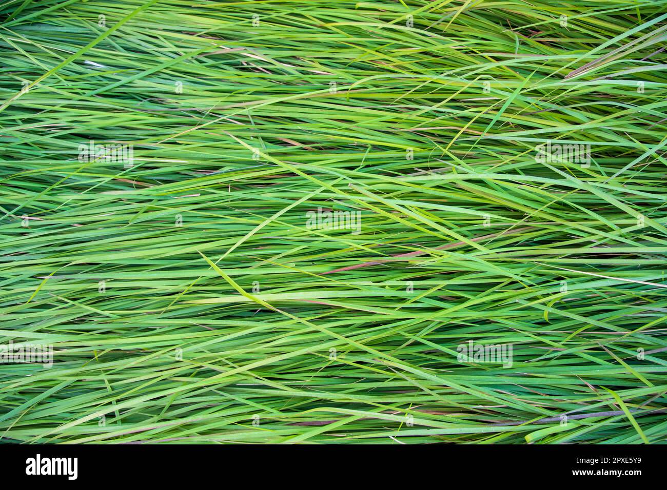 Close-up Green long grass pattern texture can be used as a natural ...