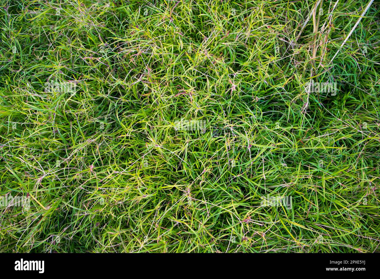 Evergreen grass pattern texture can be used as a background wallpaper ...