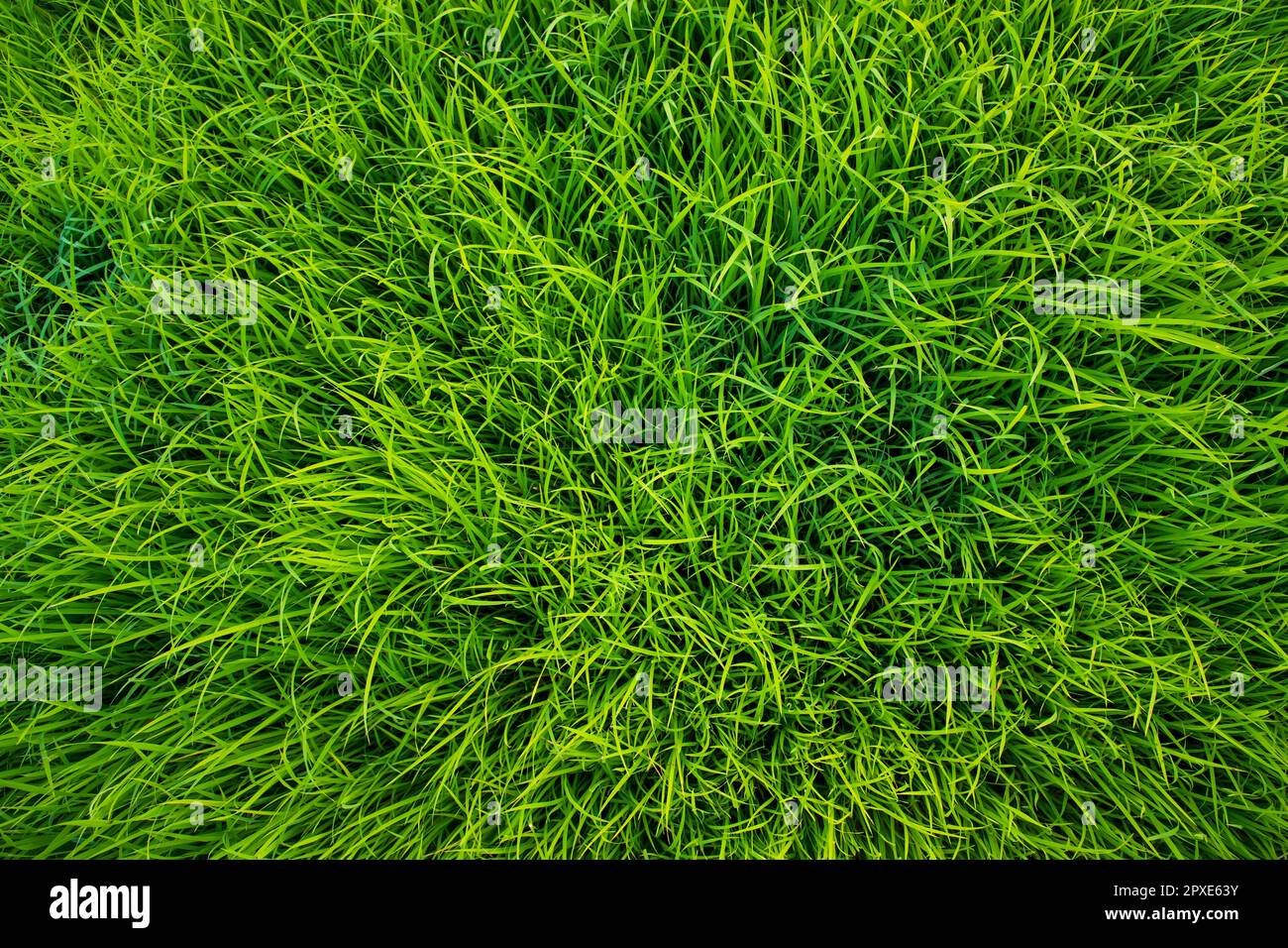 Green Rice seedlings plant texture background wallpaper Stock Photo - Alamy