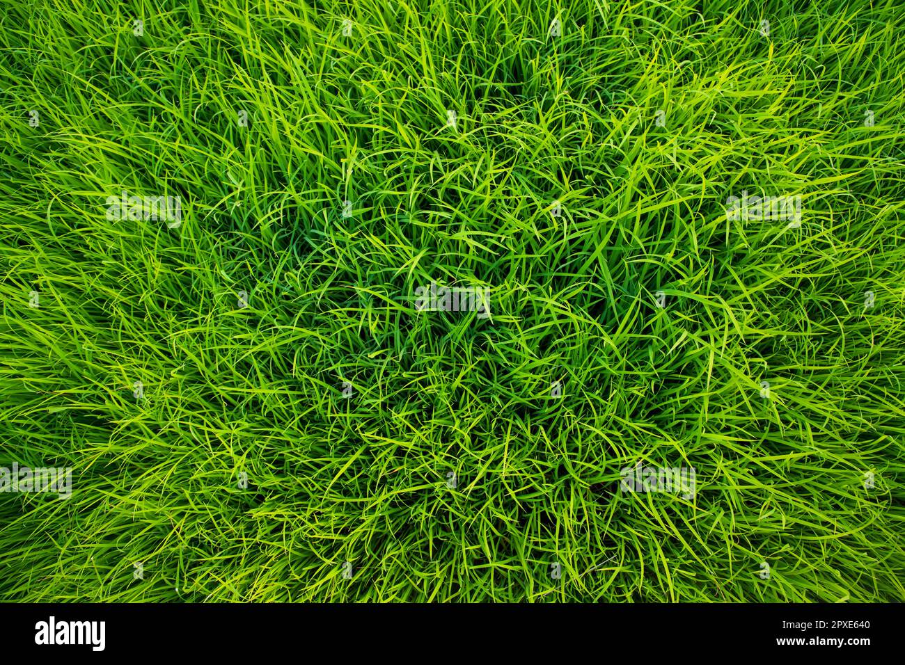Green Rice seedlings plant texture background wallpaper Stock Photo - Alamy