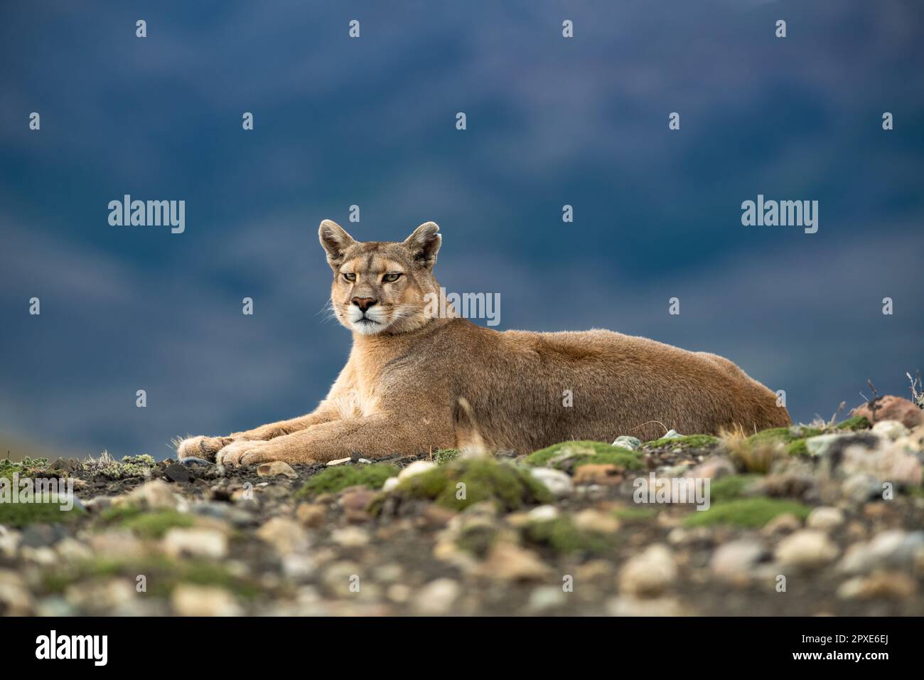 A Puma (Puma concolor) from Torres del Paine, Chile Stock Photo - Alamy