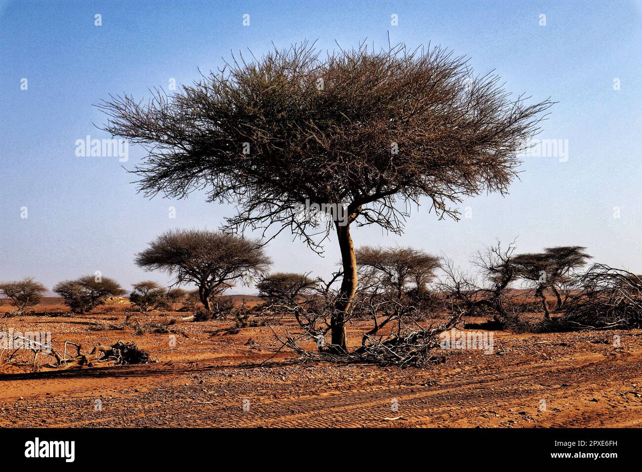 A scenic view of a gravel road with trees in the desert landscape Stock ...