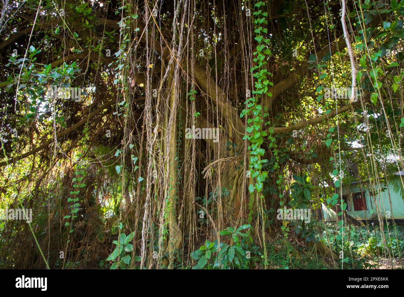 Big Bot or Banyan Tree with Branch root Stock Photo - Alamy