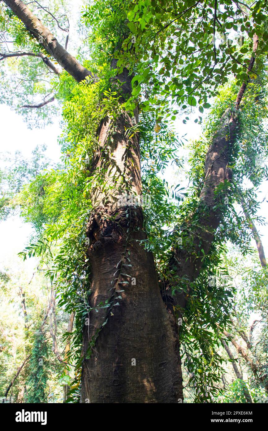 the biggest old tree in the forest with a greenery view Stock Photo - Alamy