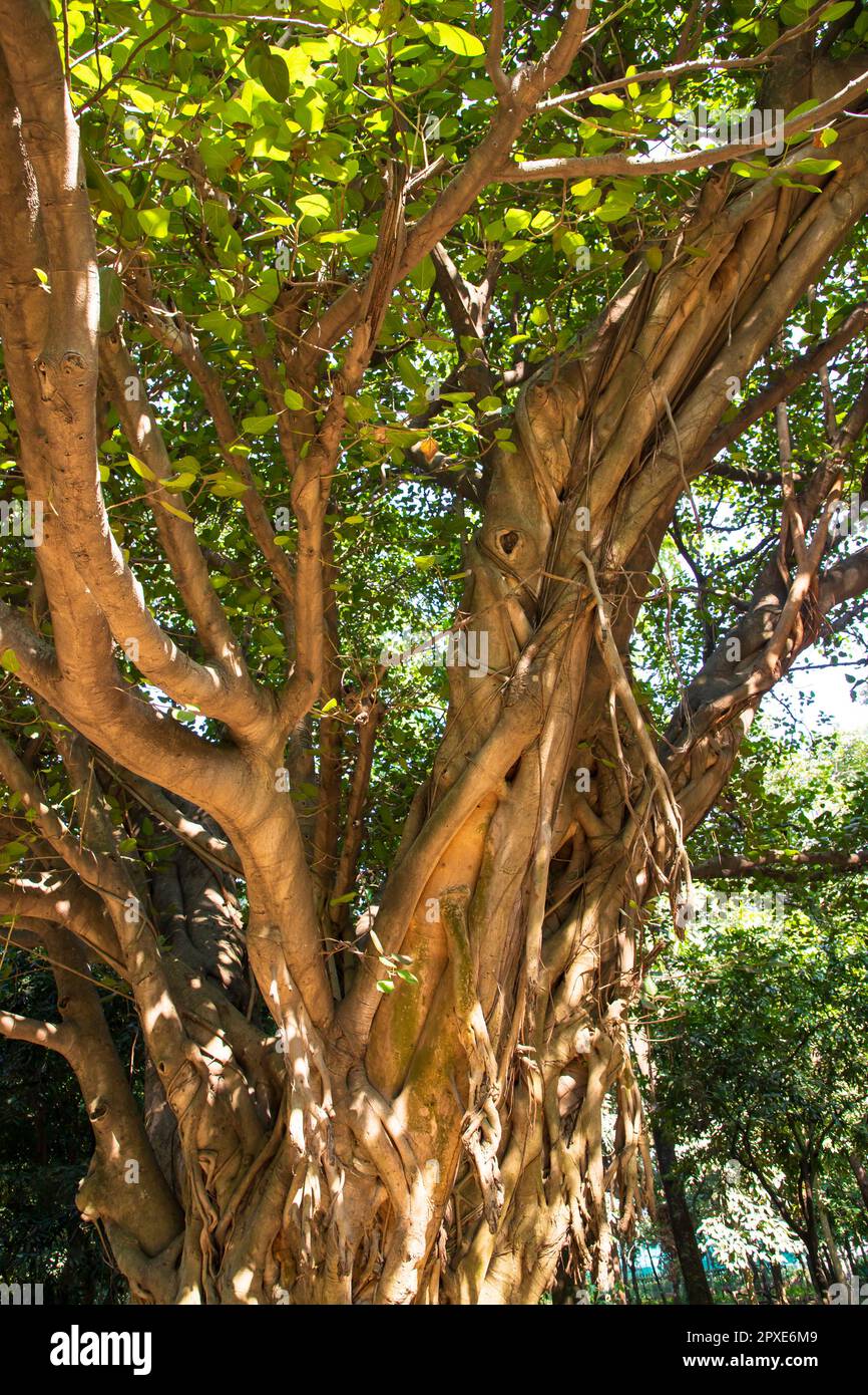Big Bot or Banyan Tree with Branch root Stock Photo - Alamy