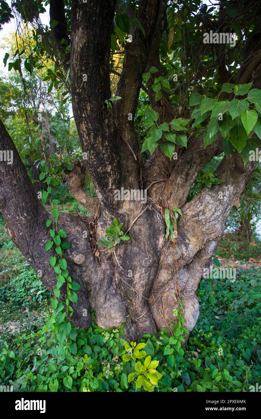 the biggest old tree in the forest with a greenery view Stock Photo - Alamy