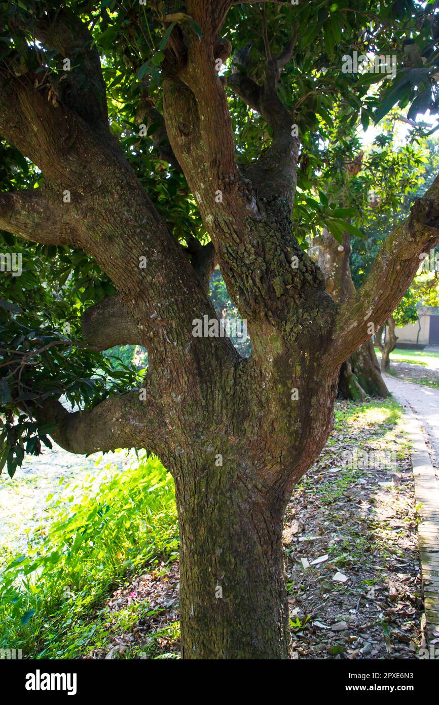 Natural Landscape view texture of Old Mango Tree Brach in the Park ...
