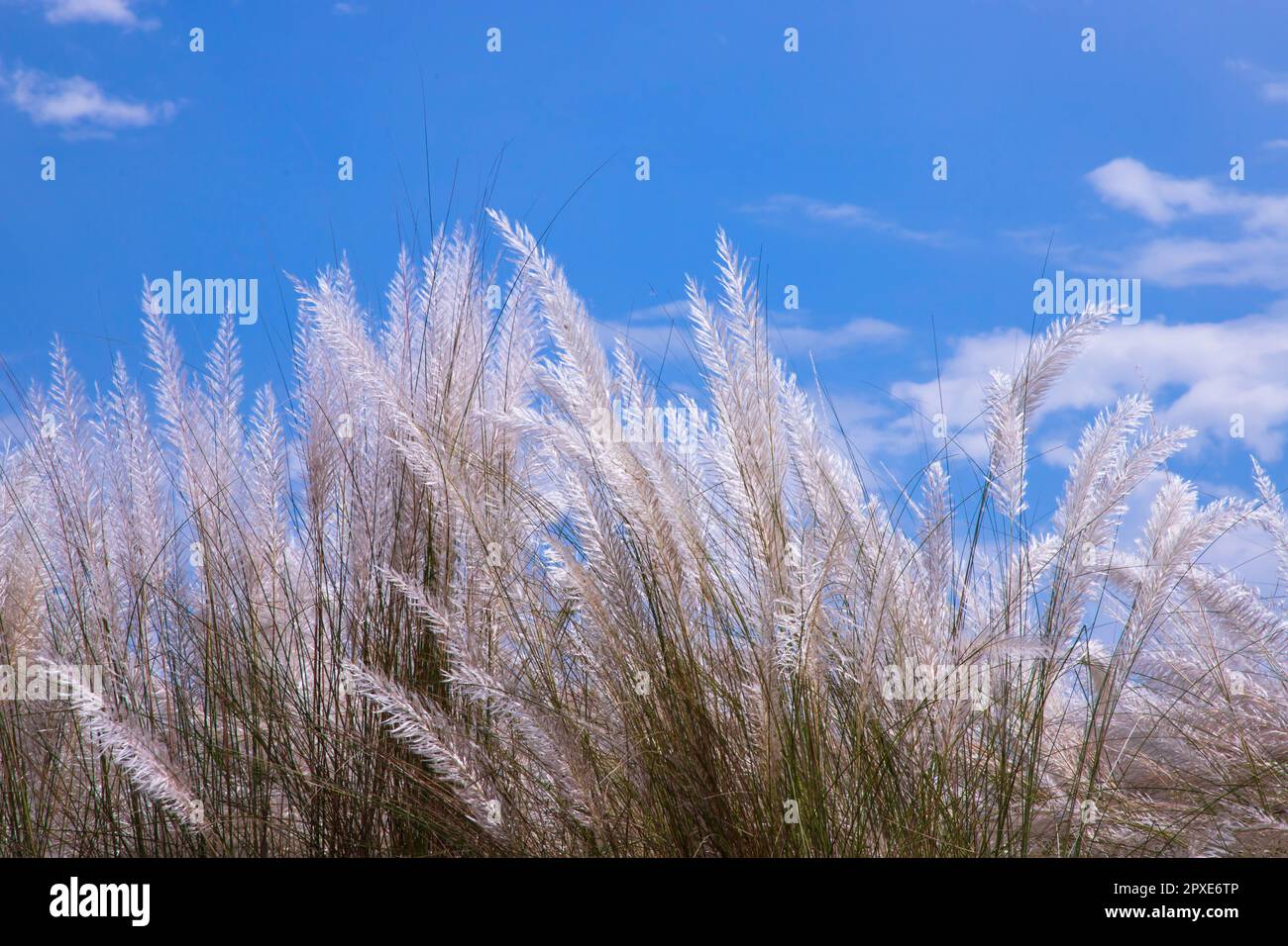 Autumn icon White kans grass or saccharum spontaneum flowers under the ...