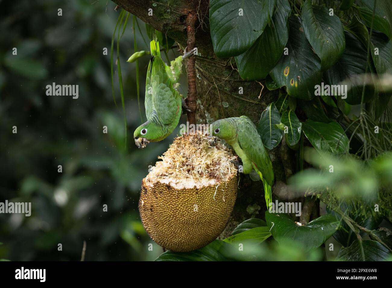 Mealy Parrots (Amazona farinosa) eating Jackfruit in the Atlantic ...