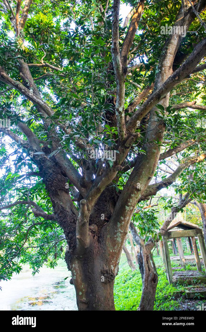 Natural Landscape view texture of Old Mango Tree Brach in the Park ...