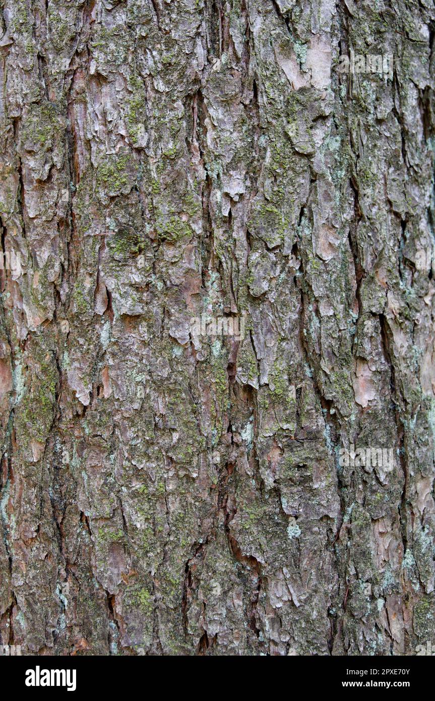A Tree bark of the larch (Larix). Background Stock Photo - Alamy