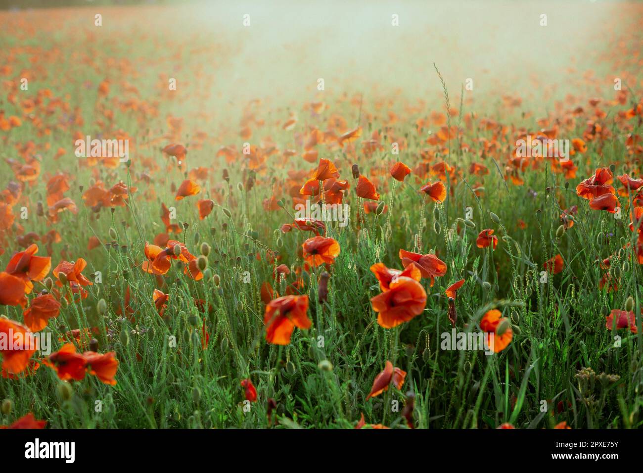 Poppies field covered with sunlight landscape photo. Beautiful nature ...