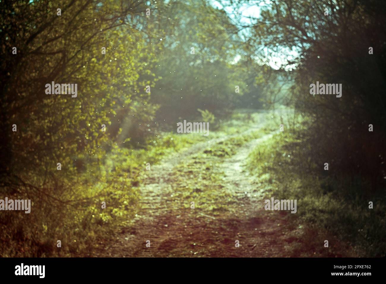 Magical walking path in forest landscape photo. Beautiful nature ...