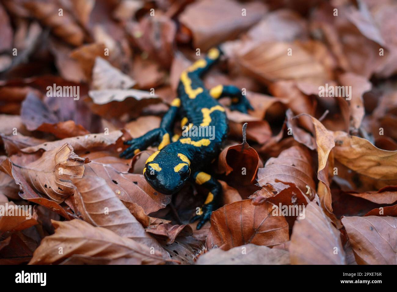 Close up crawling yellow spotted salamander concept photo. Slimy black ...