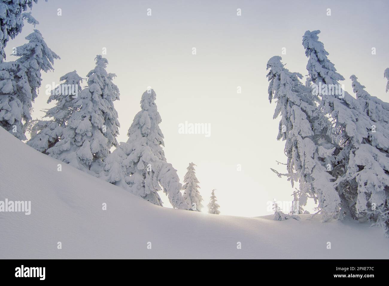 Winter forest landscape photo. Beautiful nature scenery photography ...