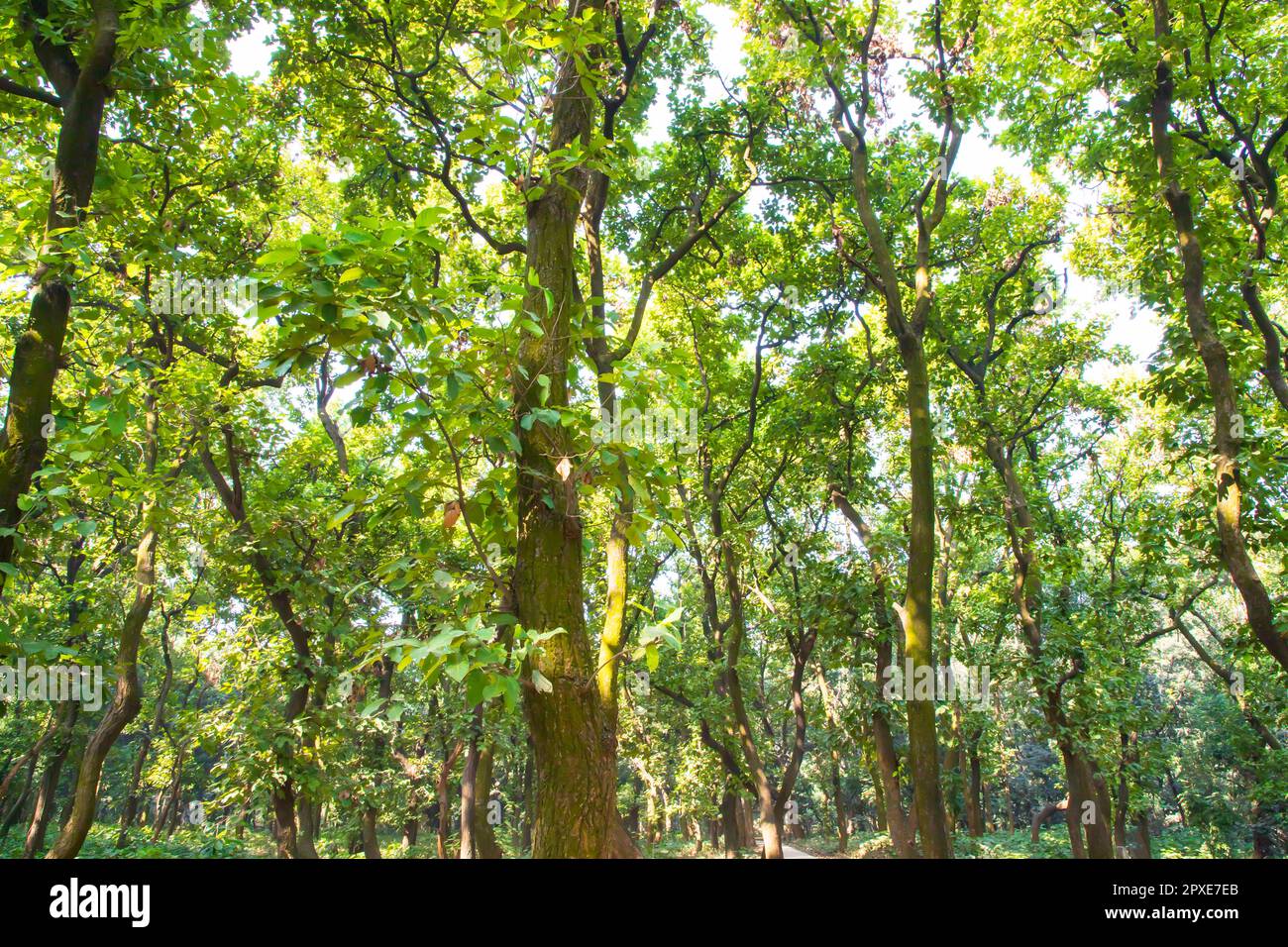 Natural Forest Green Trees in the botanical garden park Stock Photo - Alamy