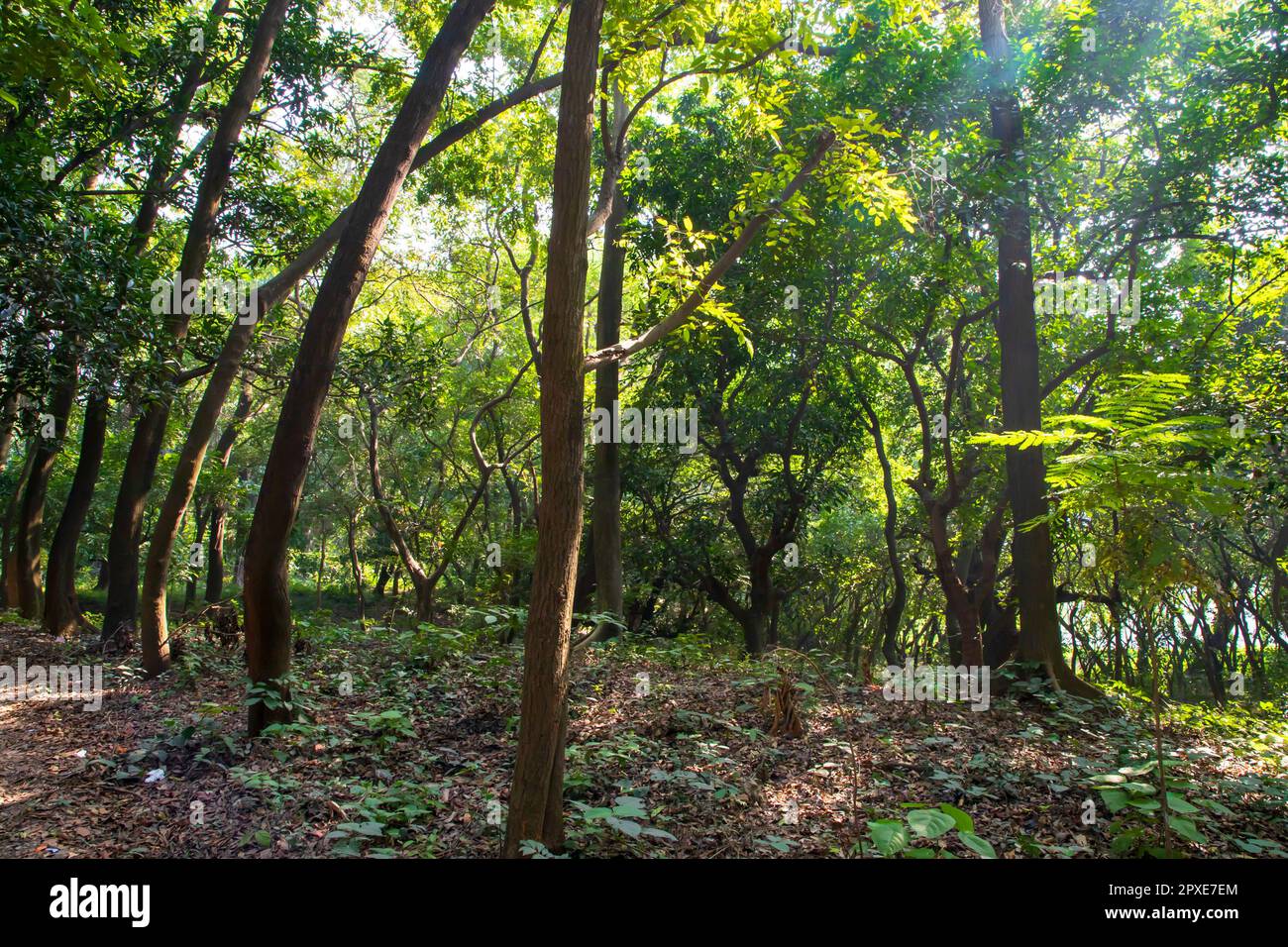 Natural Forest Green Trees in the botanical garden park Stock Photo - Alamy