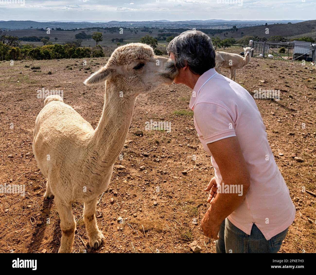 An adorable llama affectionately embracing a male human on a rural farm setting Stock Photo - Alamy