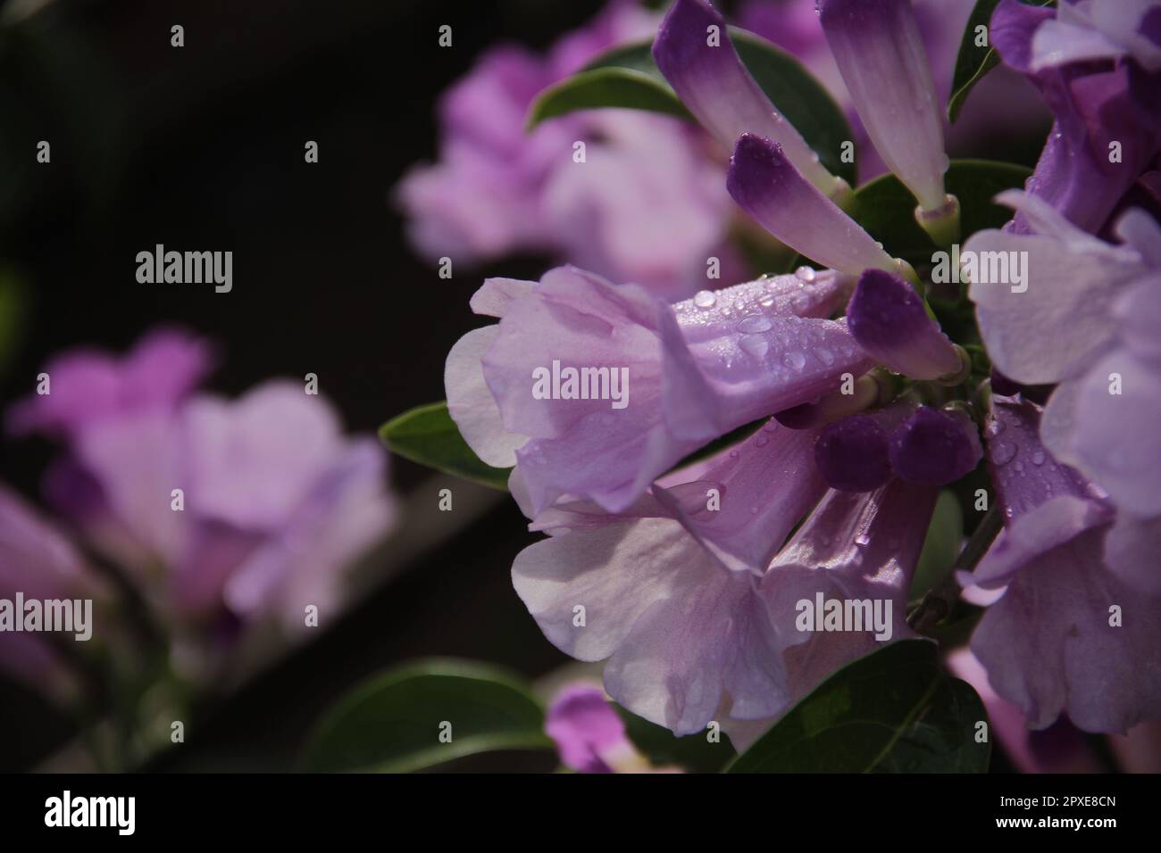 Purple trumpet flower (Mandevilla sanderi) in the yard Stock Photo - Alamy