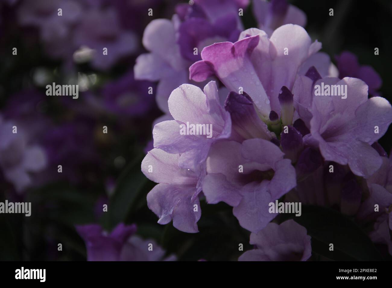 Purple trumpet flower (Mandevilla sanderi) in the yard Stock Photo - Alamy