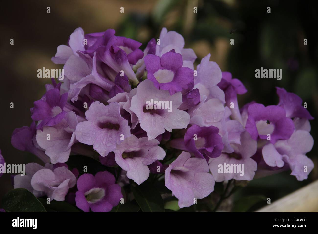 Purple trumpet flower (Mandevilla sanderi) in the yard Stock Photo - Alamy