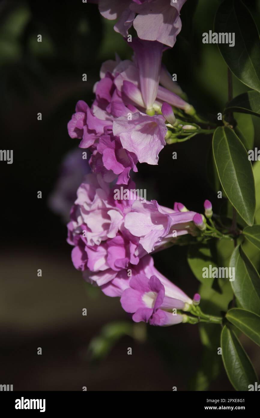 Purple trumpet flower (Mandevilla sanderi) in the yard Stock Photo - Alamy