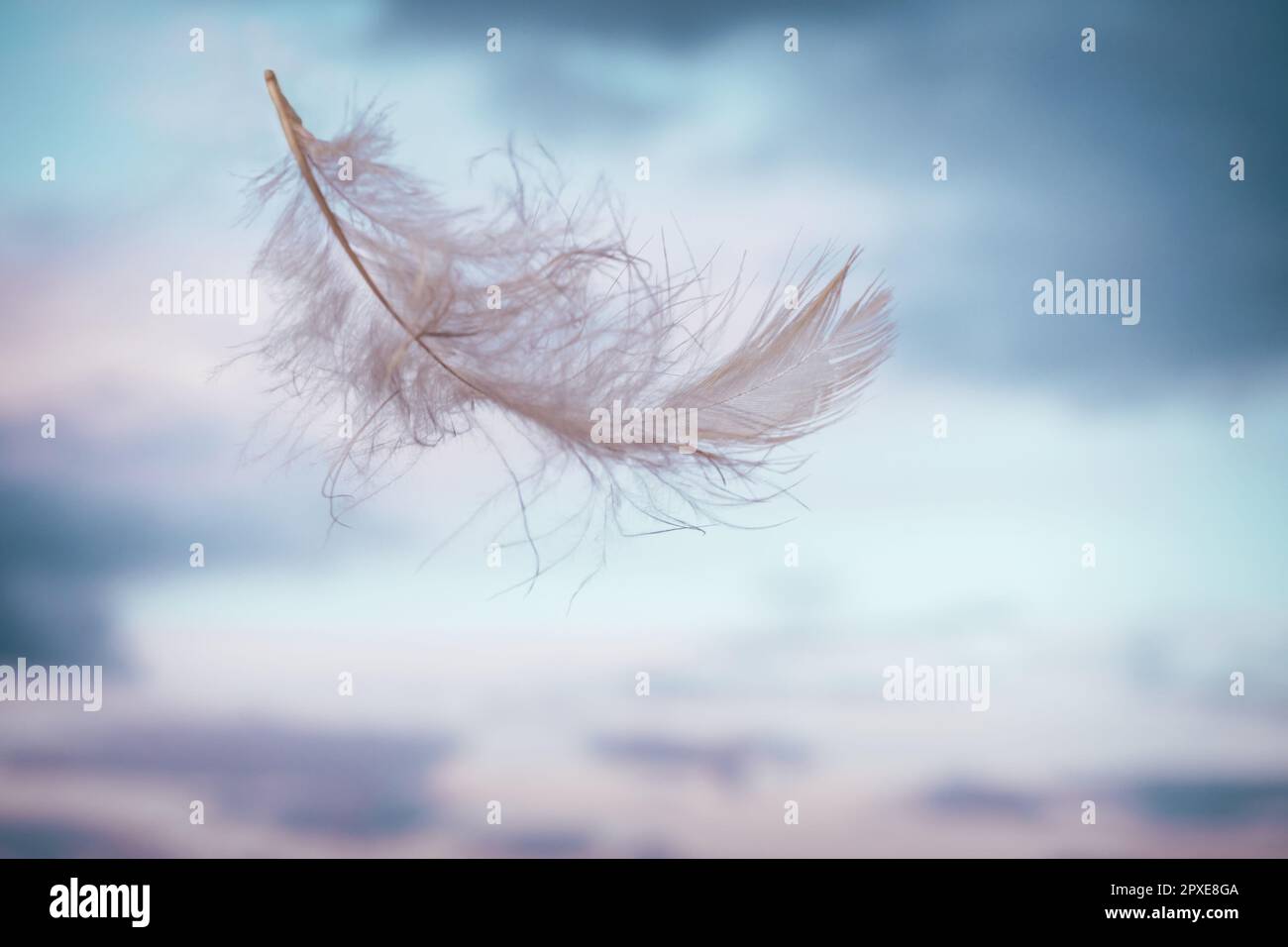 White light feather flying hi-res stock photography and images - Alamy