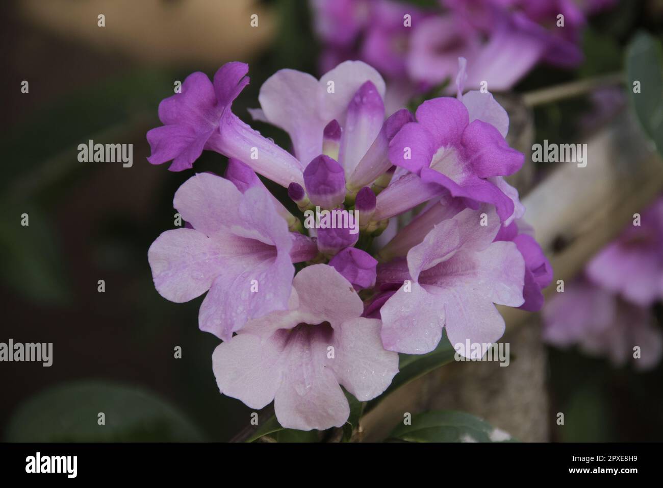 Purple trumpet flower (Mandevilla sanderi) in the yard Stock Photo - Alamy