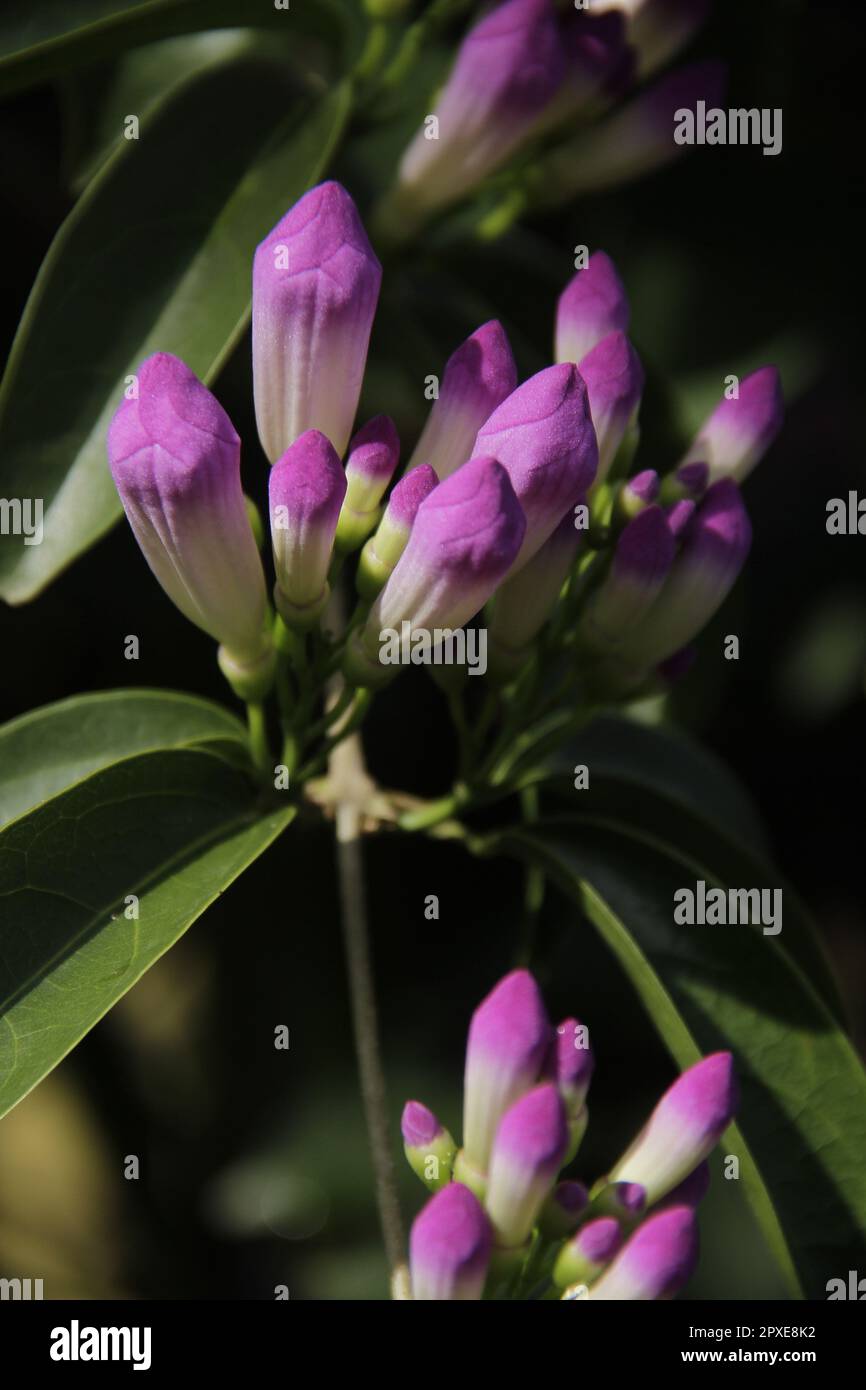 Purple trumpet flower (Mandevilla sanderi) in the yard Stock Photo - Alamy