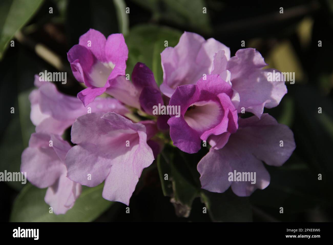 Purple trumpet flower (Mandevilla sanderi) in the yard Stock Photo - Alamy