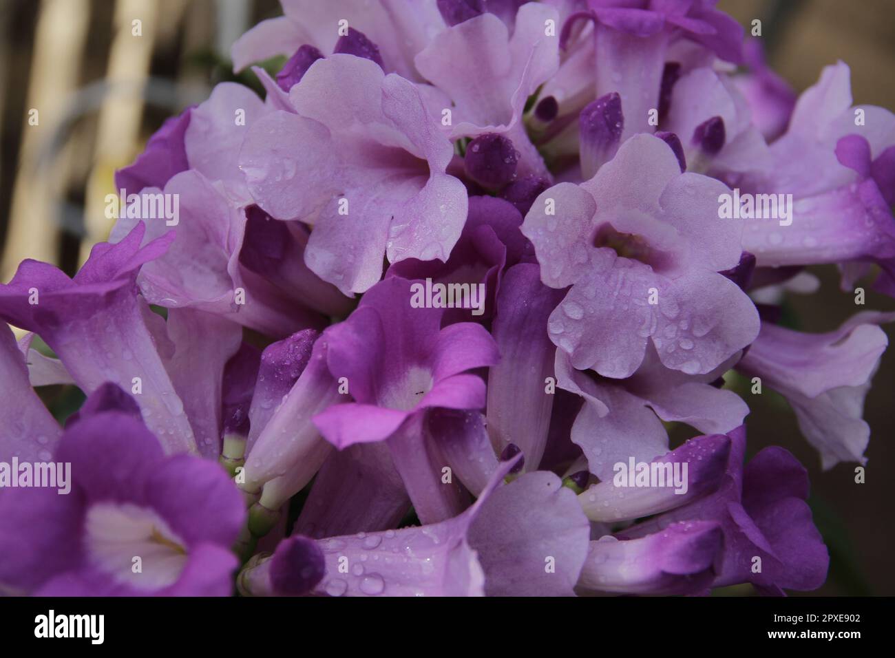 Purple trumpet flower (Mandevilla sanderi) in the yard Stock Photo - Alamy