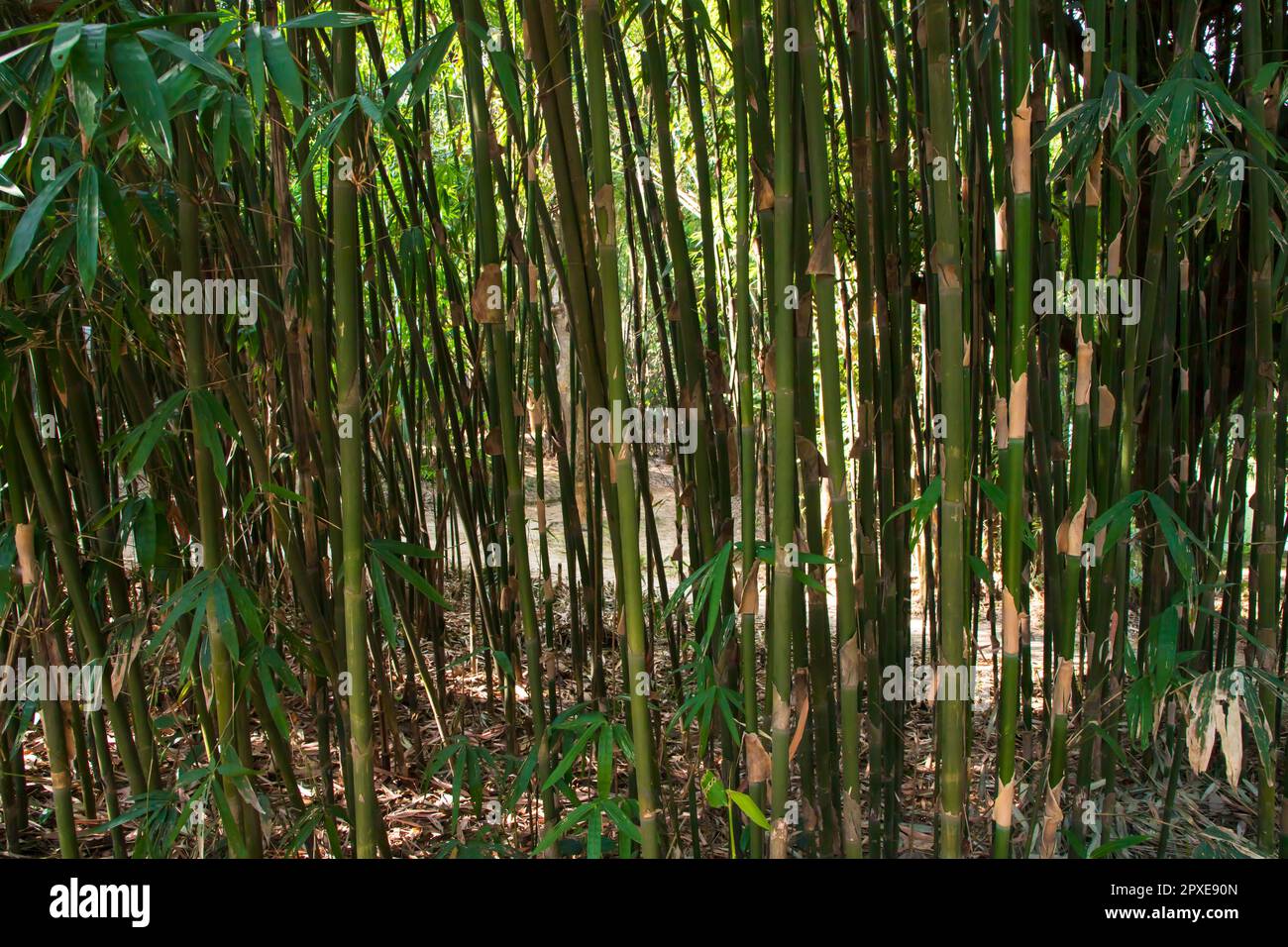 Green Bamboo in the Forest may be used as a Texture background ...