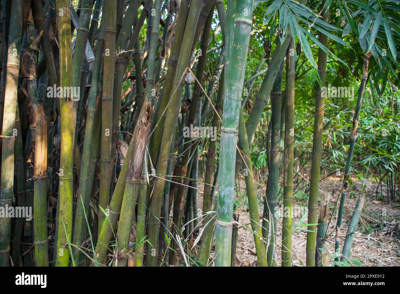 Green Bamboo in the Forest may be used as a Texture background ...