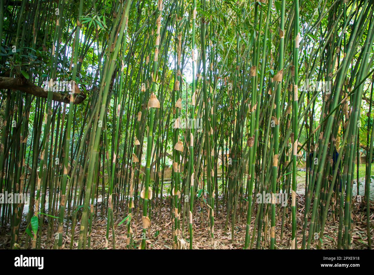 Green Bamboo in the Forest may be used as a Texture background ...