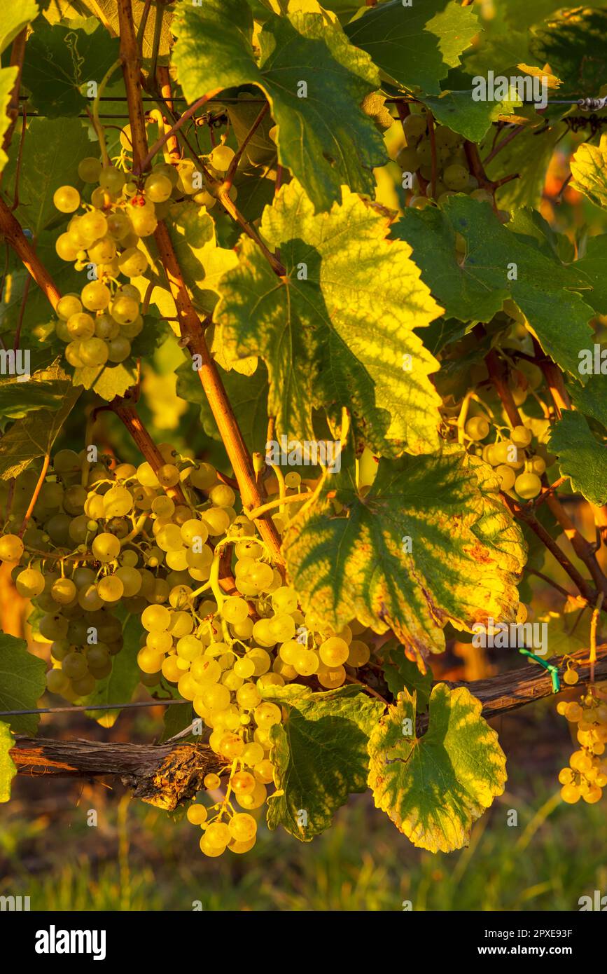 Grapes in Tokaj region, Great Plain, Hungary Stock Photo - Alamy