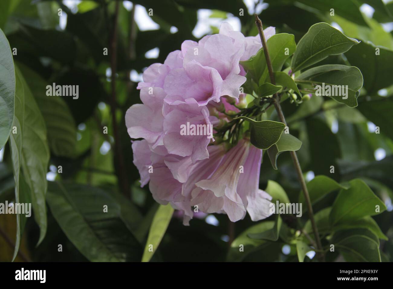 Purple trumpet flower (Mandevilla sanderi) in the yard Stock Photo - Alamy