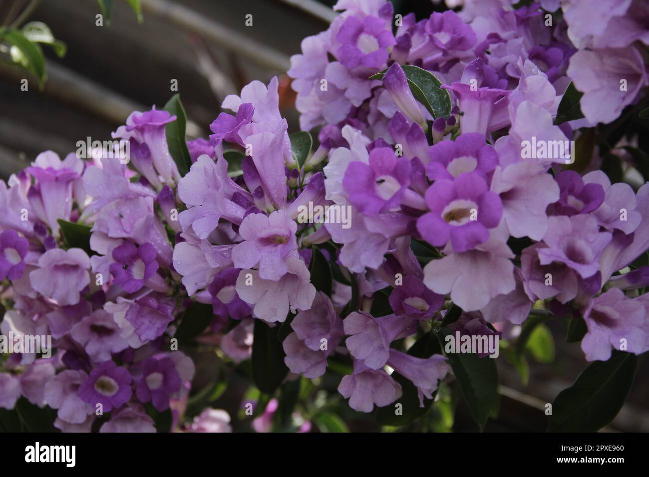 Purple trumpet flower (Mandevilla sanderi) in the yard Stock Photo - Alamy
