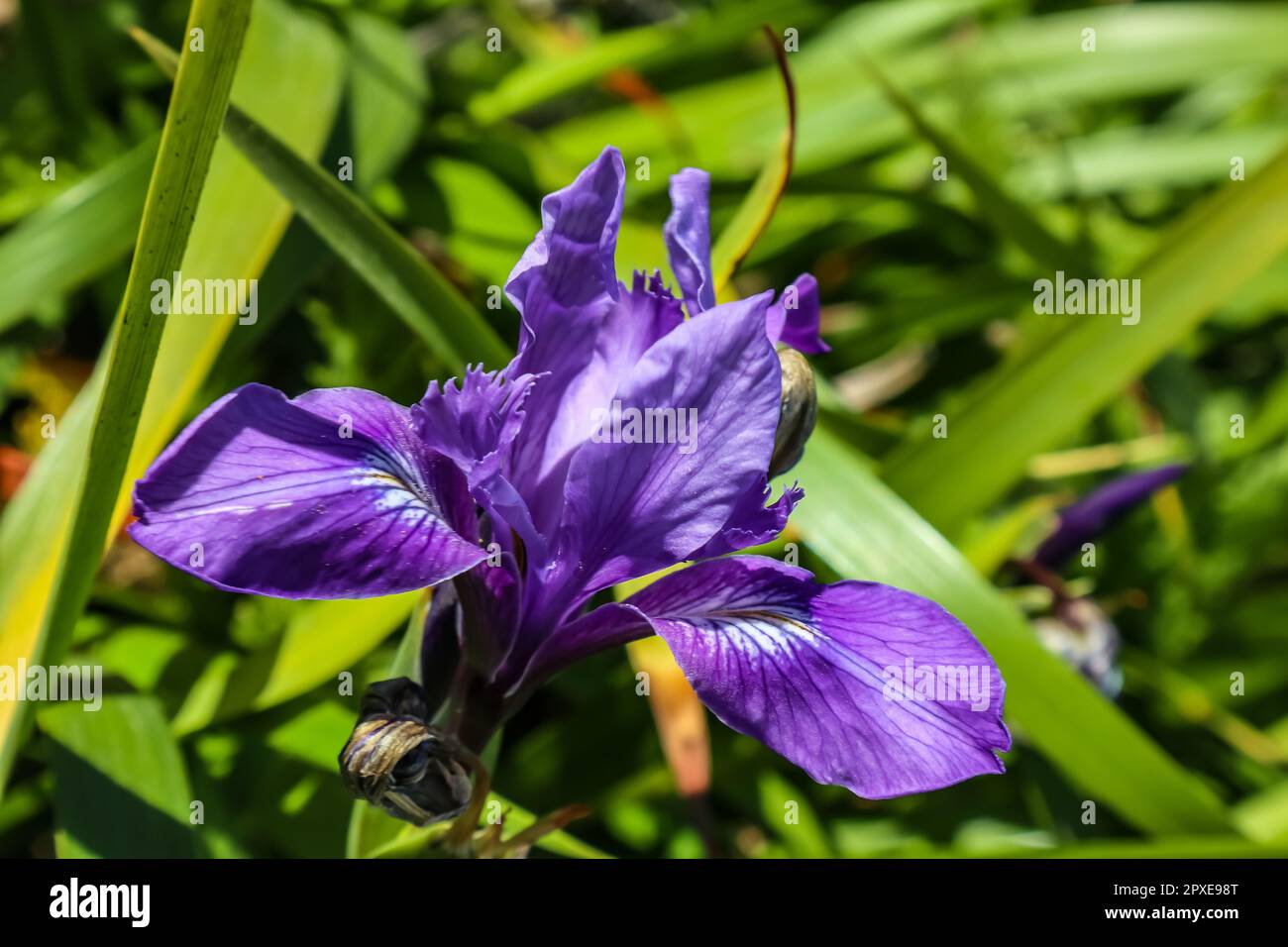 Backdrop of vivid iris hi-res stock photography and images - Alamy