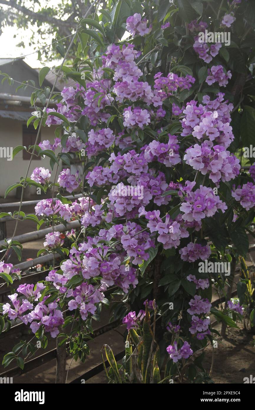 Purple trumpet flower (Mandevilla sanderi) in the yard Stock Photo - Alamy