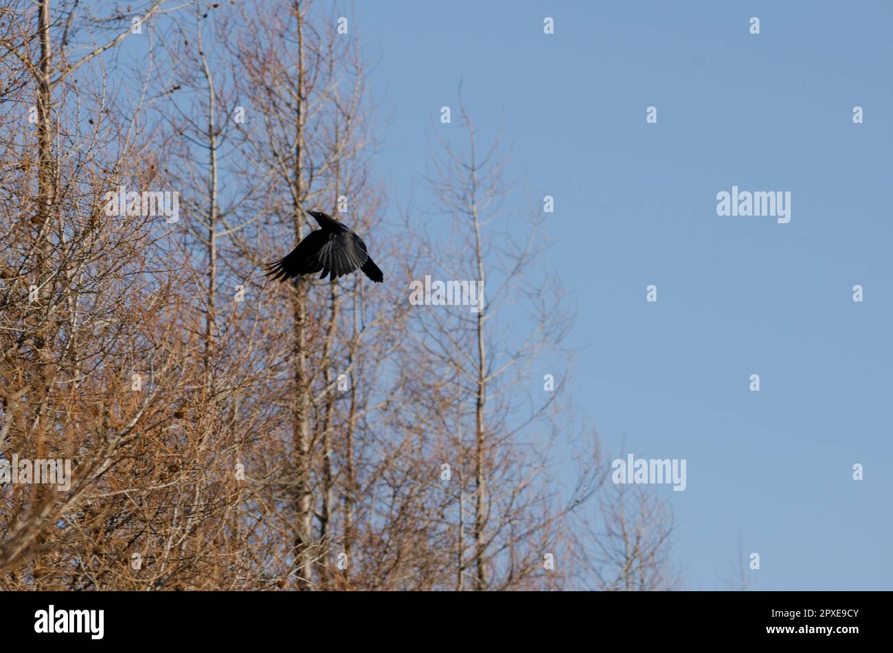 Carrion crow Corvus corone in flight. Kiyosato. Okhotsk Subprefecture ...