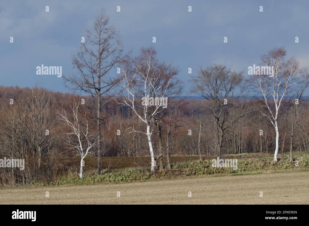 Crop field and deciduous forest in Kiyosato. Okhotsk Subprefecture ...