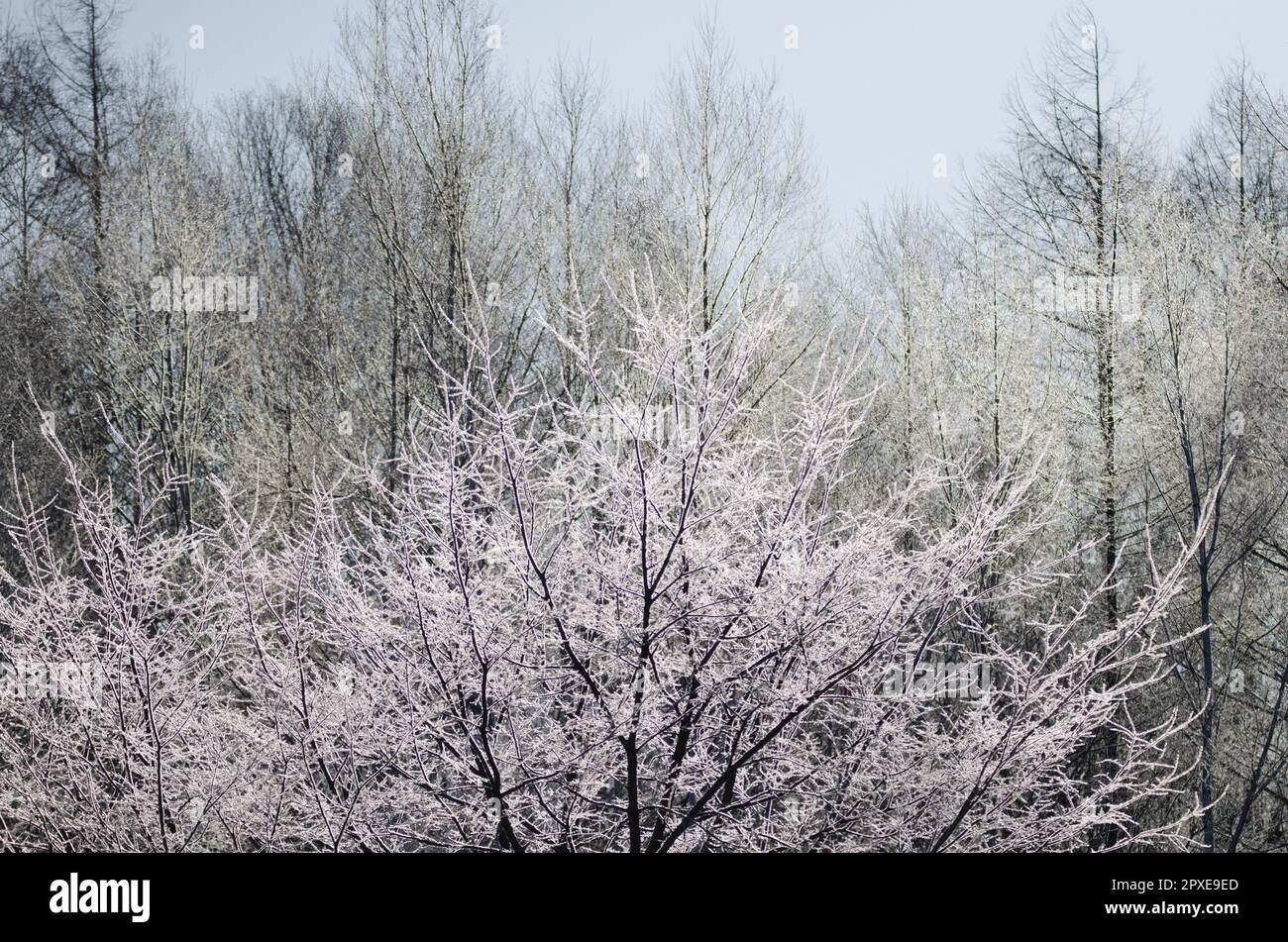 Shrub covered with frost. Akan Mashu National Park. Hokkaido. Japan Stock Photo - Alamy
