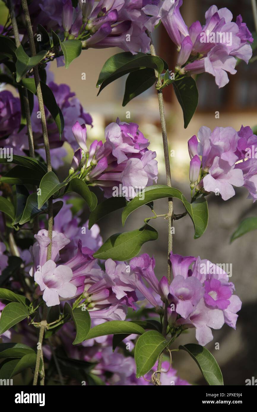 Purple trumpet flower (Mandevilla sanderi) in the yard Stock Photo - Alamy