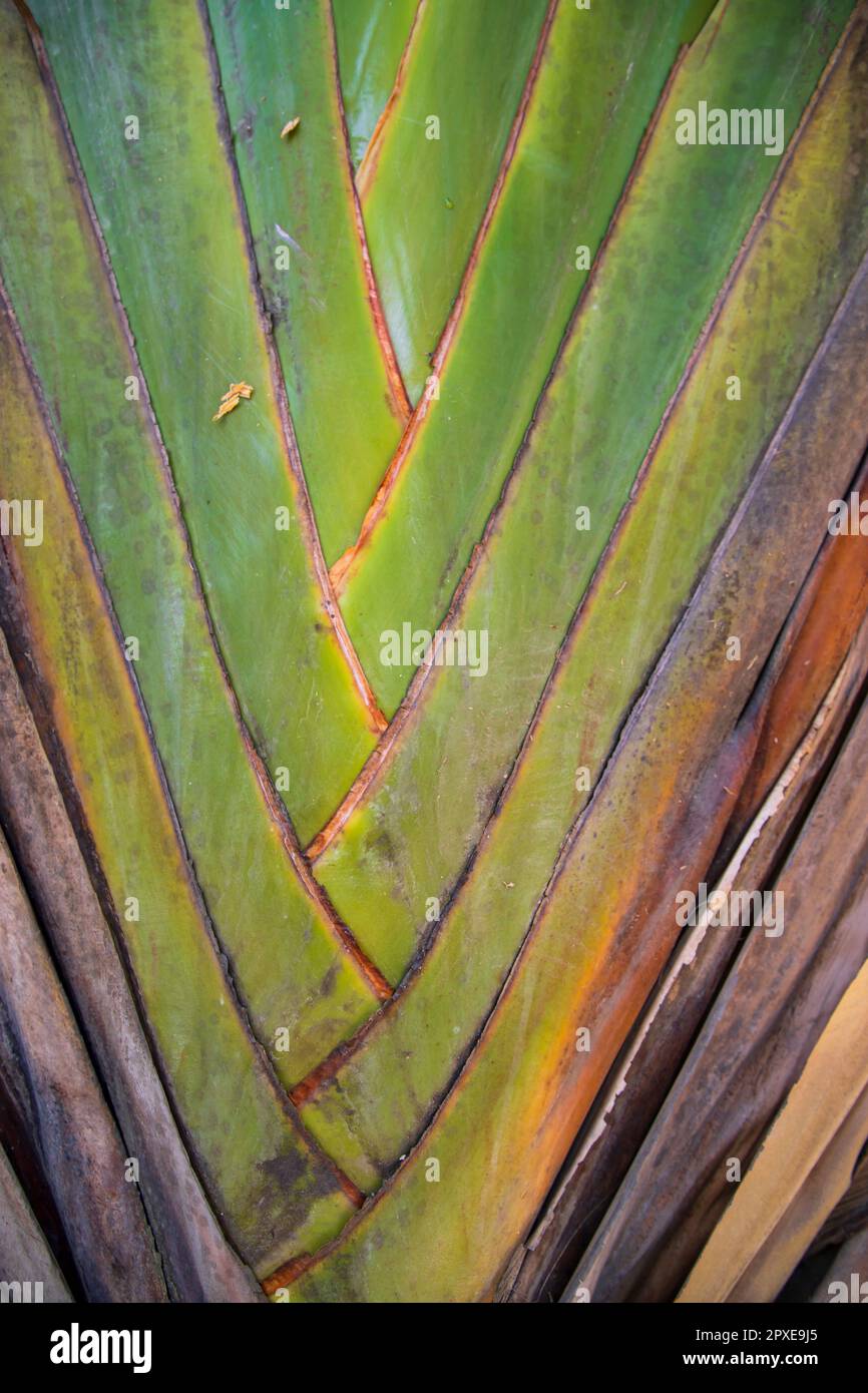 Traveler palm leaf in the nature weave pattern may be used as a ...